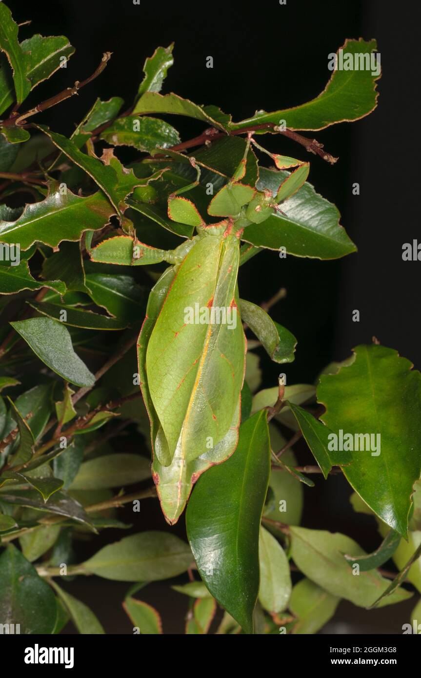 Female Monteith’s Leaf-insect, Phyllium monteithi, at Sydney, New South ...