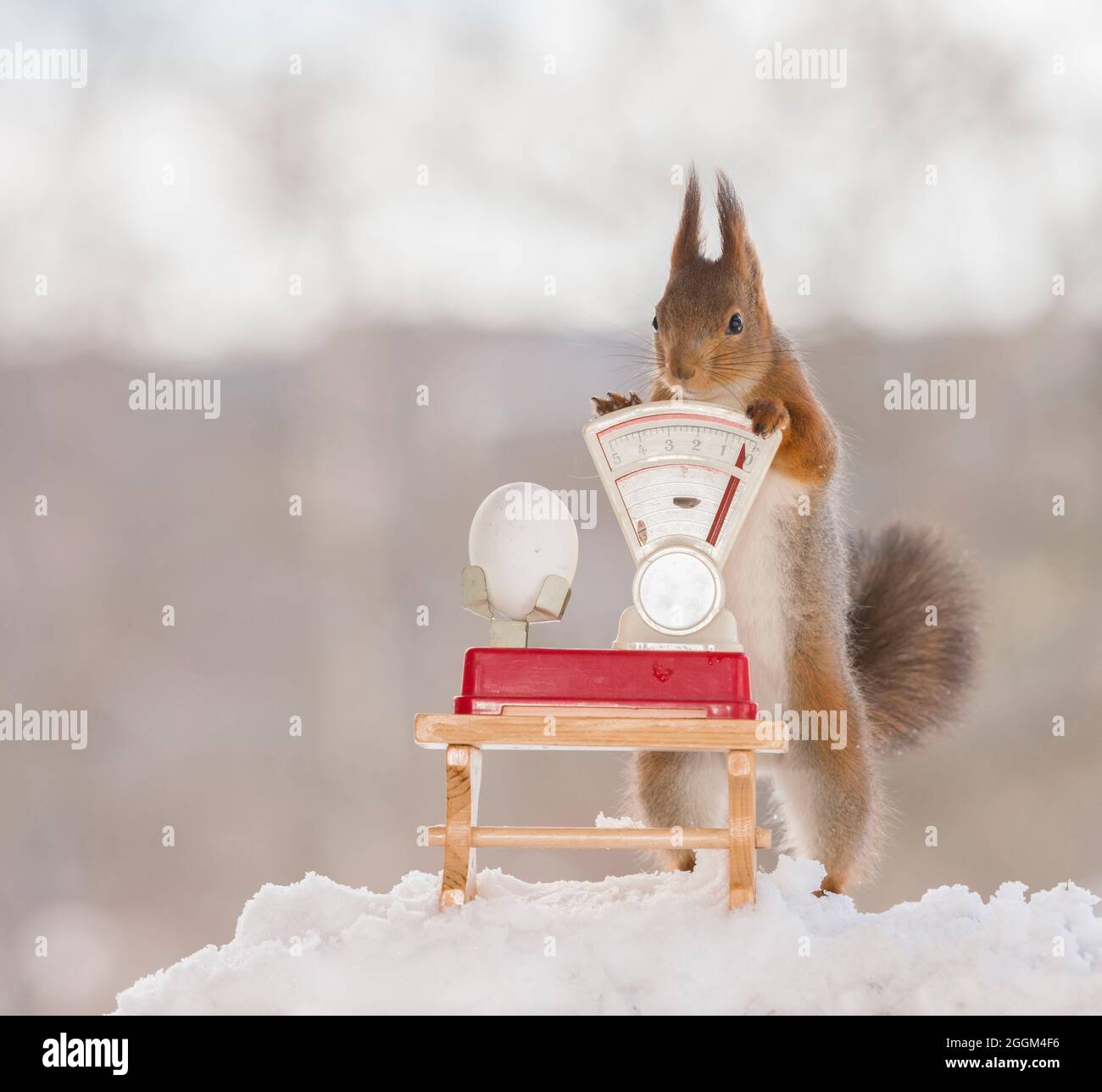 red squirrel is leaning on a scale with egg Stock Photo - Alamy
