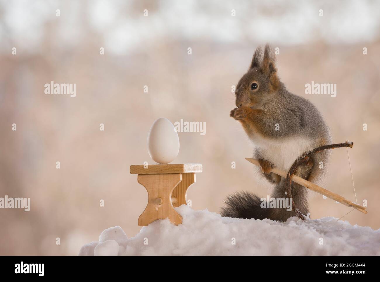 Squirrel and arrow hi-res stock photography and images - Alamy