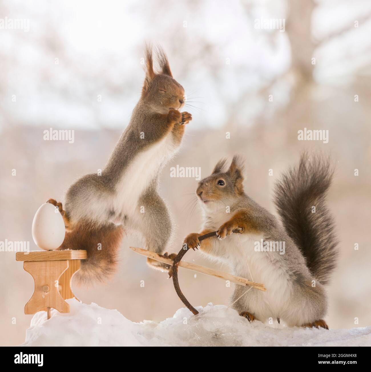 Red squirrel with an bow and arrow hi-res stock photography and images ...