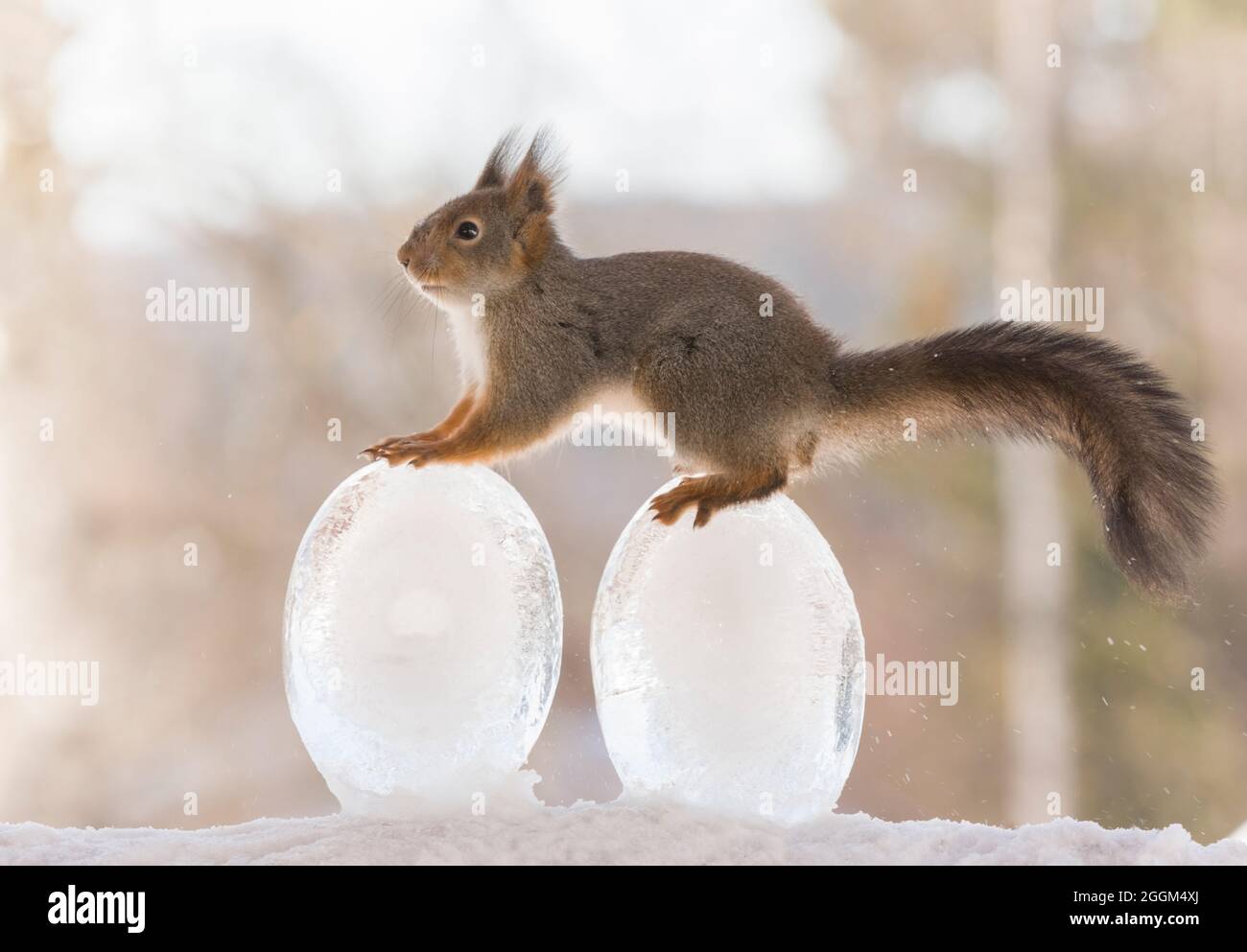 Ice eggs hi-res stock photography and images - Alamy
