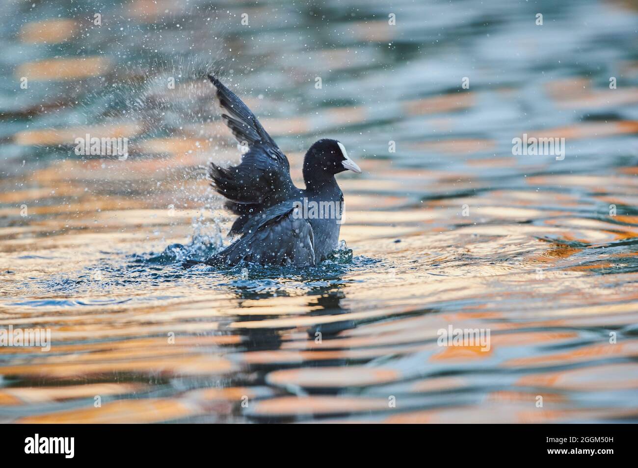 Coot (Fulica atra), water, sideways, wings, flapping Stock Photo - Alamy