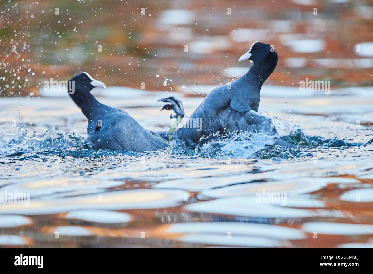 Coot (Fulica atra), water, fight, sideways, wings, flapping Stock Photo ...