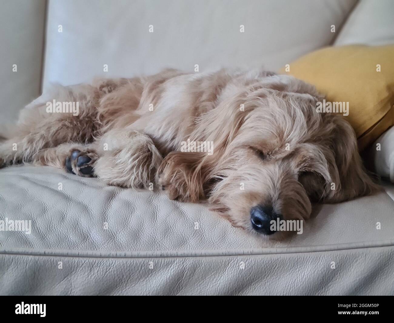 Little Goldendoodle High Resolution Stock Photography and Images - Alamy