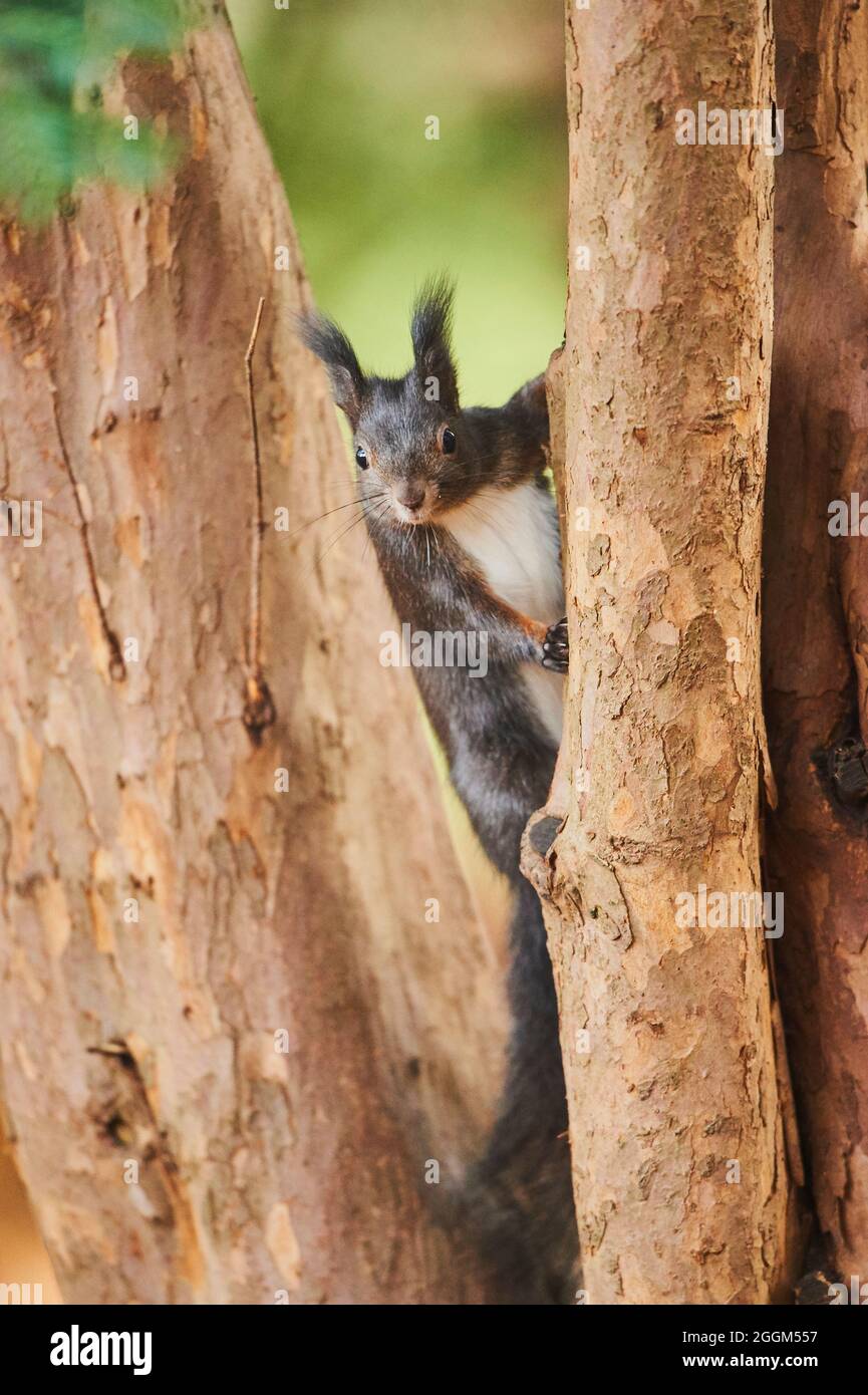 Eurasian red squirrel (Sciurus vulgaris), tree trunk, sideways ...