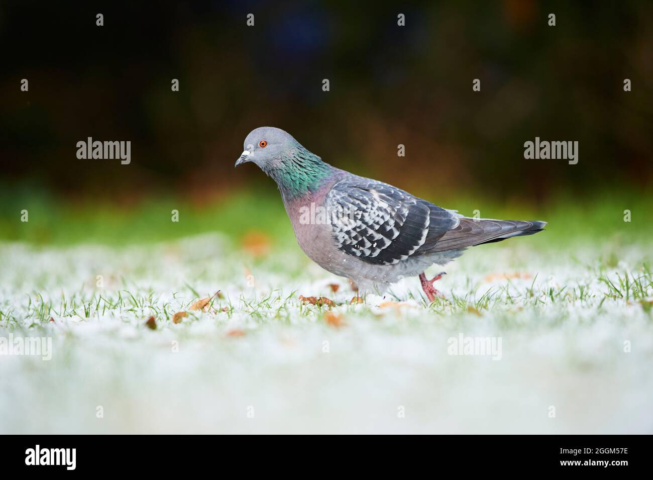 Sideways snow hi-res stock photography and images - Alamy
