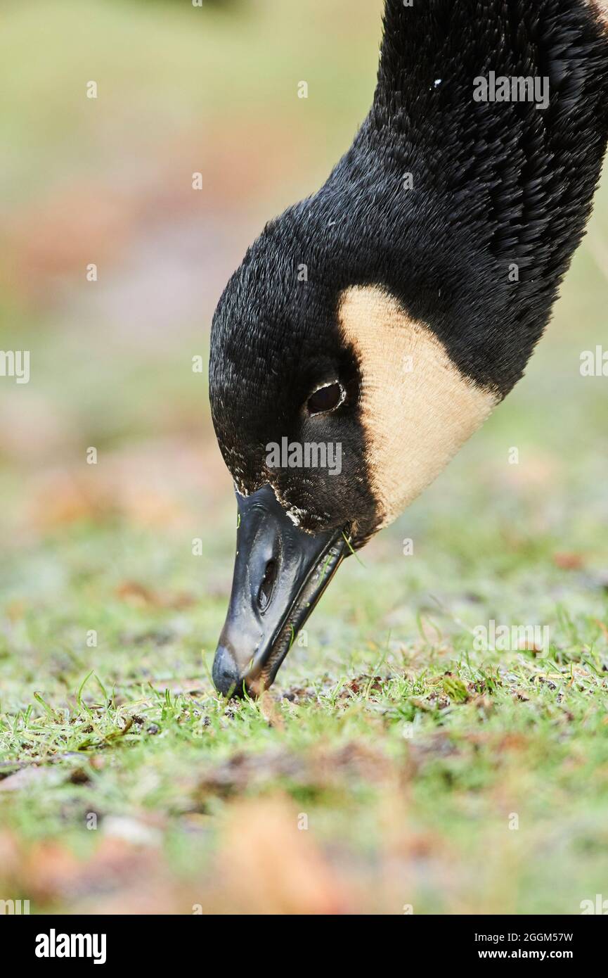 Summertime goose hi-res stock photography and images - Alamy