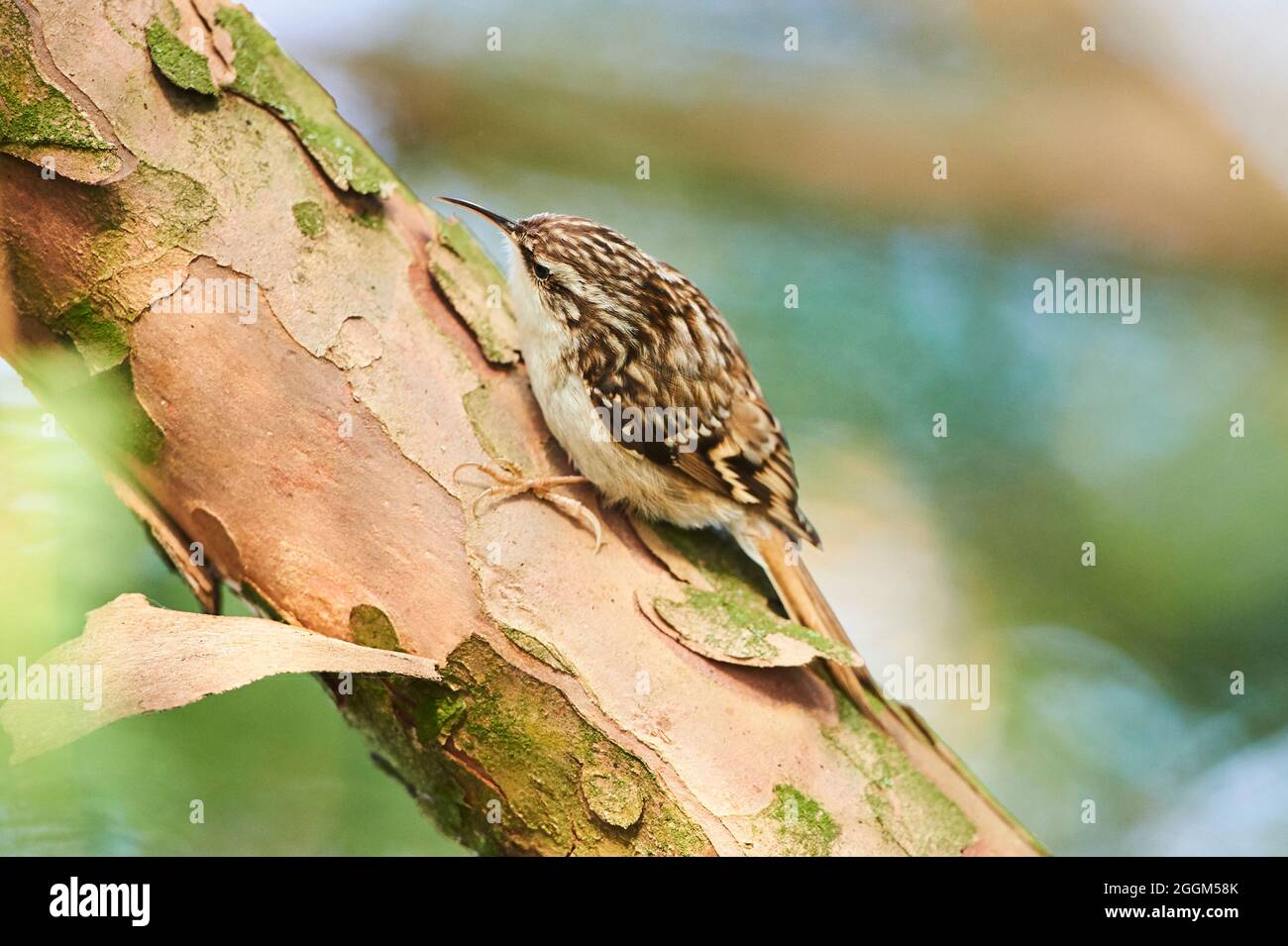Andean treecreeper (Certhia americana), tree trunk, sideways, sitting ...