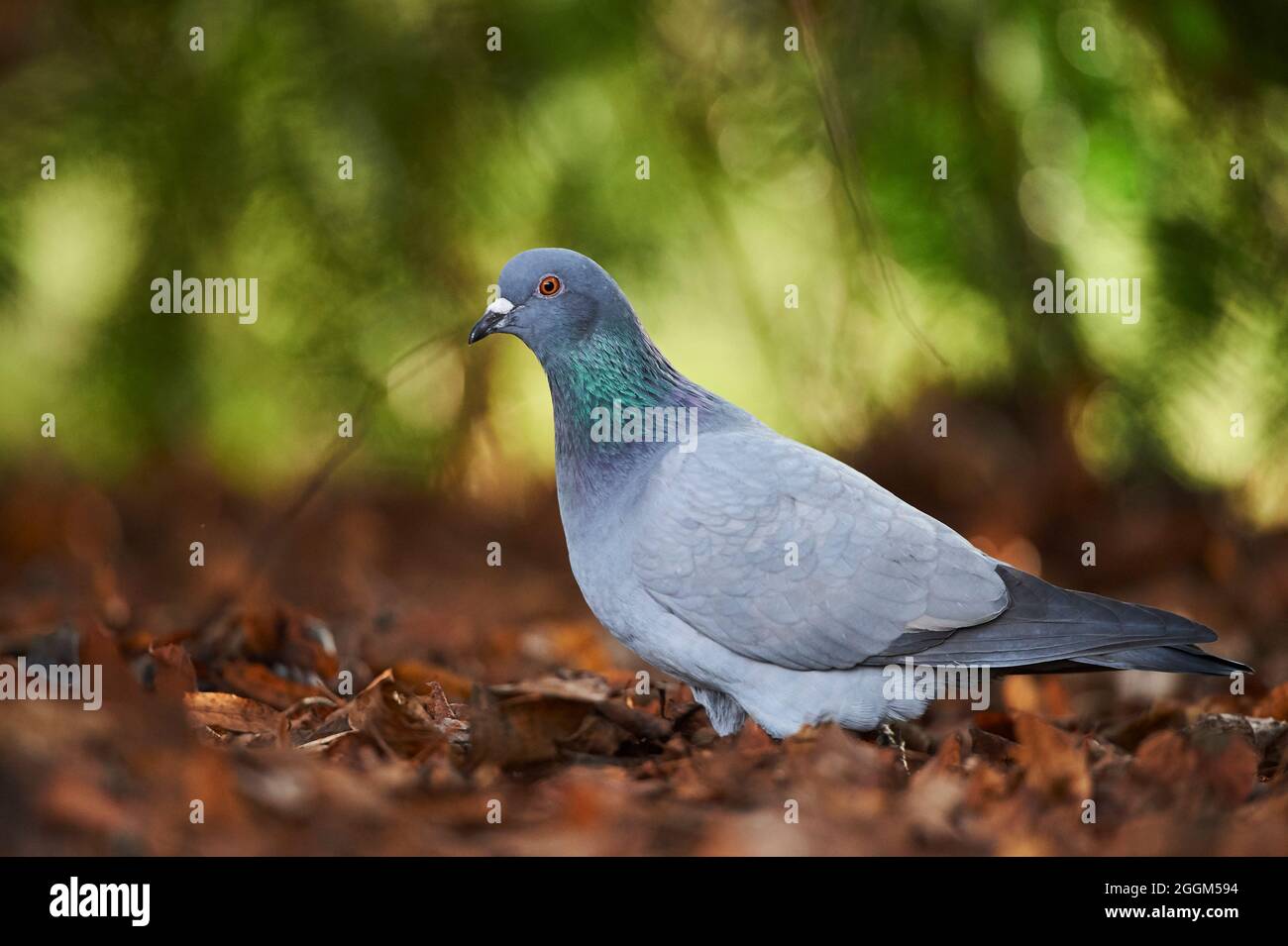 Forest pigeons hi-res stock photography and images - Alamy