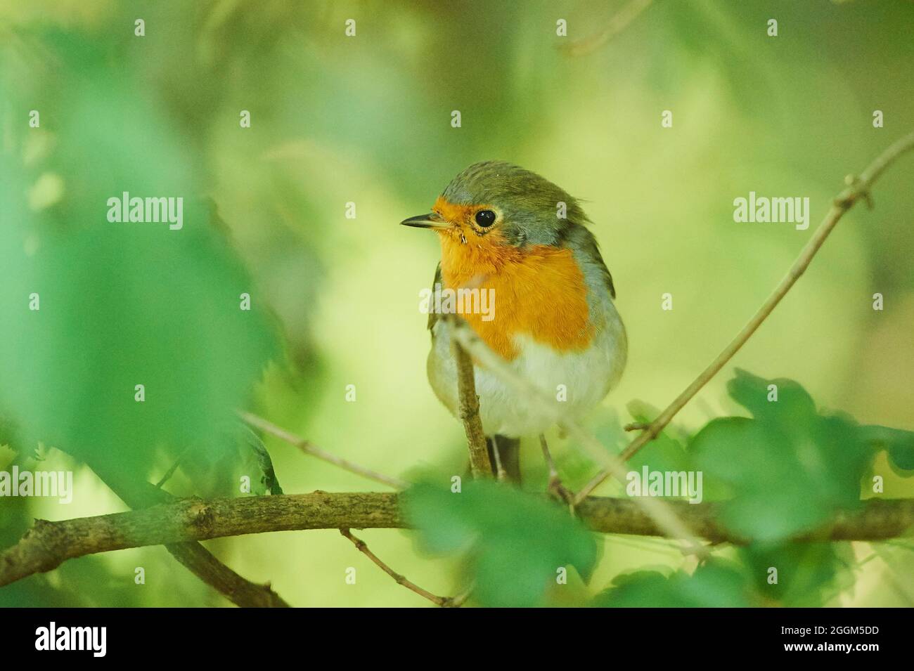 Robin whole body hi-res stock photography and images - Alamy