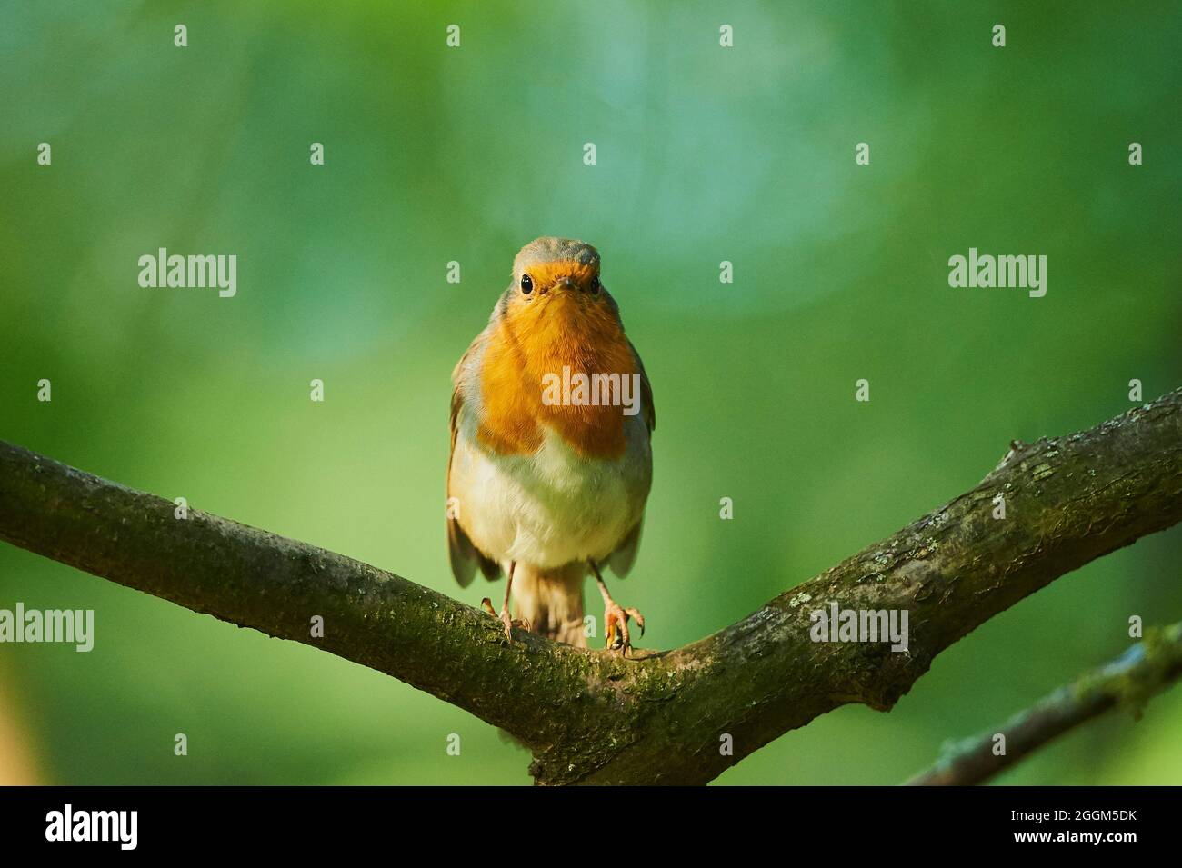European robin (Erithacus rubecula), branch, sideways, sitting Stock ...