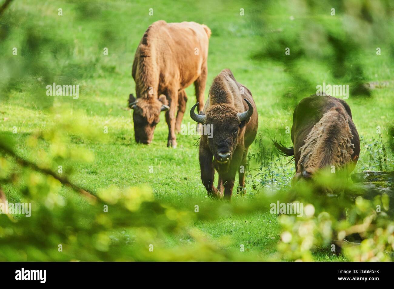 European bison (Bos bonasus), meadow, standing, grazing Stock Photo - Alamy