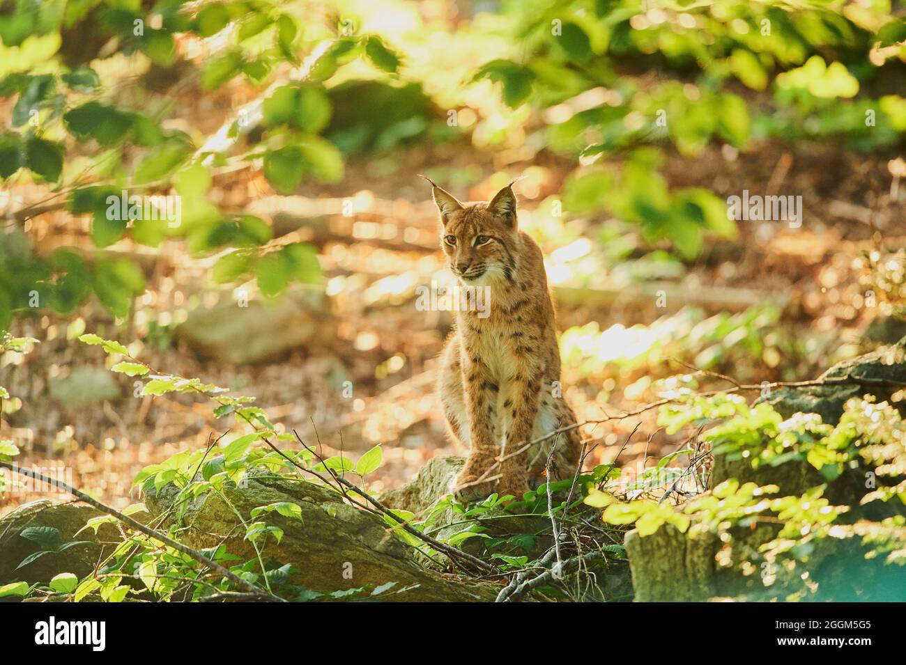 Northern lynx (Lynx lynx), forest, standing Stock Photo - Alamy