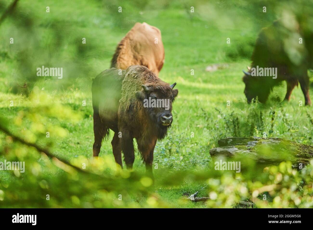 European bison (Bos bonasus), meadow, standing, grazing Stock Photo - Alamy