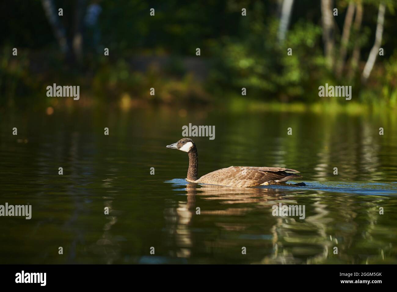 Canada goose (Branta canadensis), lake, sideways, swimming Stock Photo ...