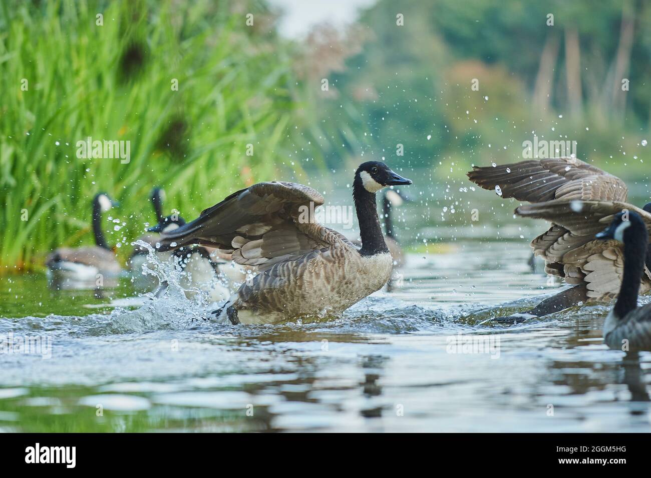Canada goose (Branta canadensis), lake, sideways, wings, flapping Stock ...