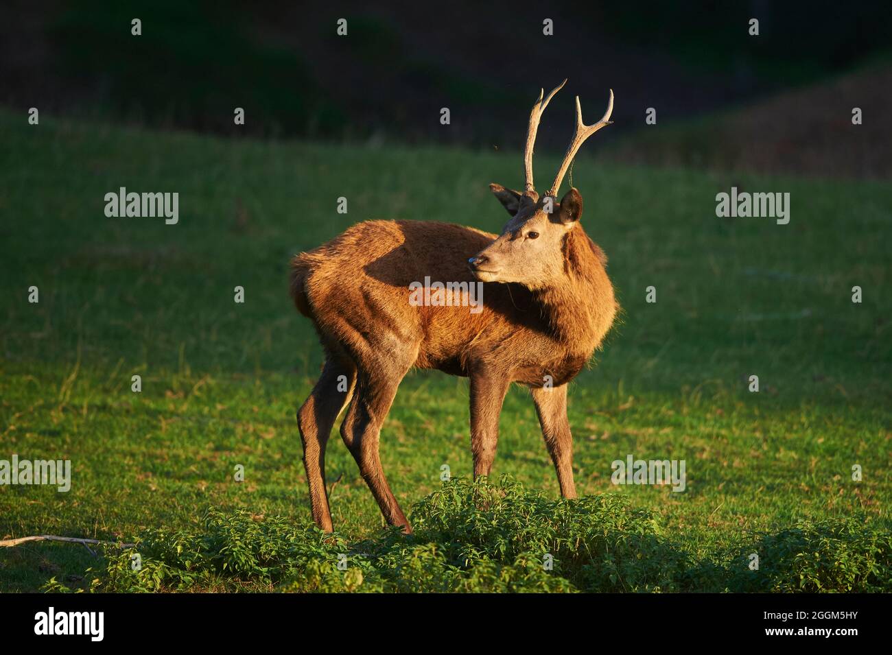 Red deer (Cervus elaphus), male, meadow, standing, sideways Stock Photo ...