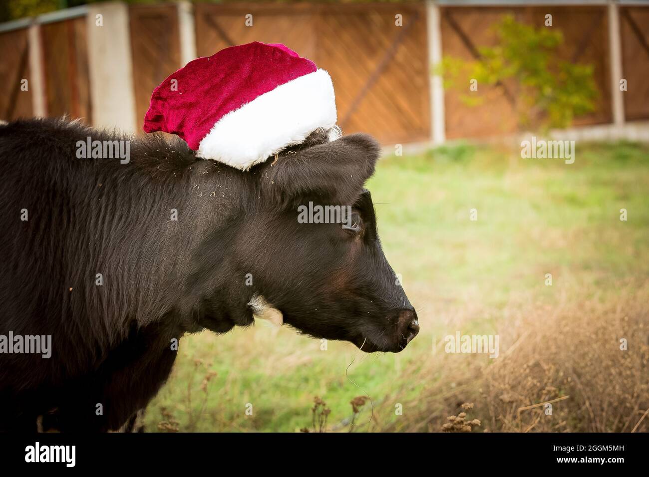 The bull is the symbol of 2021 wearing a Santa Claus hat. Natural ...