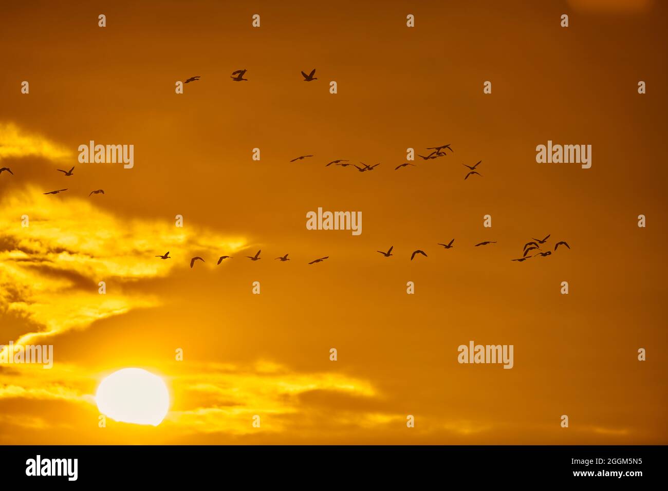 Bird flying sideways hi-res stock photography and images - Alamy