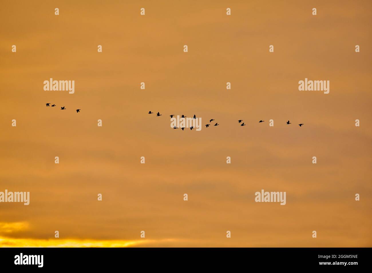 Bird flying sideways hi-res stock photography and images - Alamy