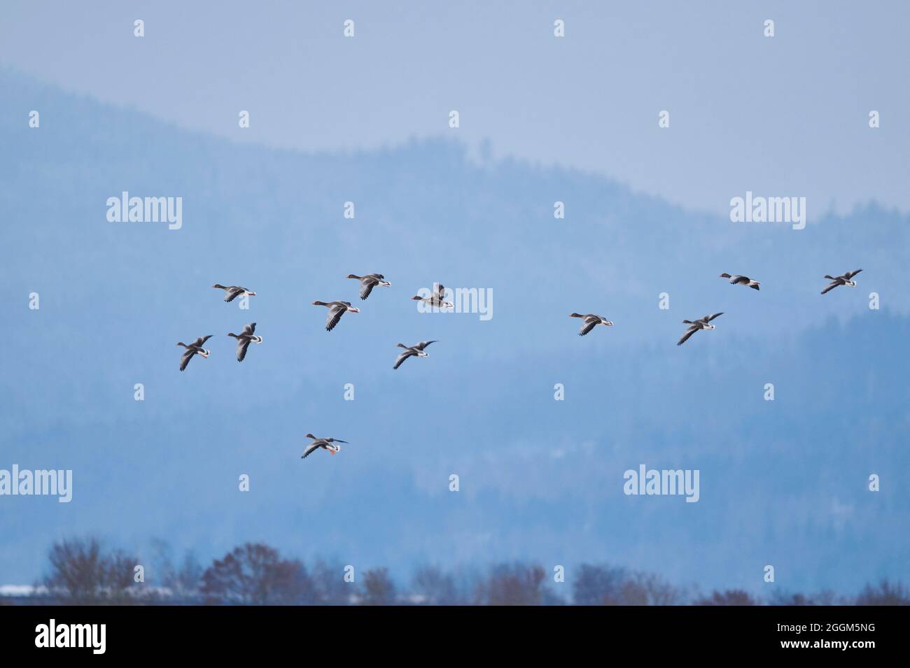 Bird flying sideways hi-res stock photography and images - Alamy