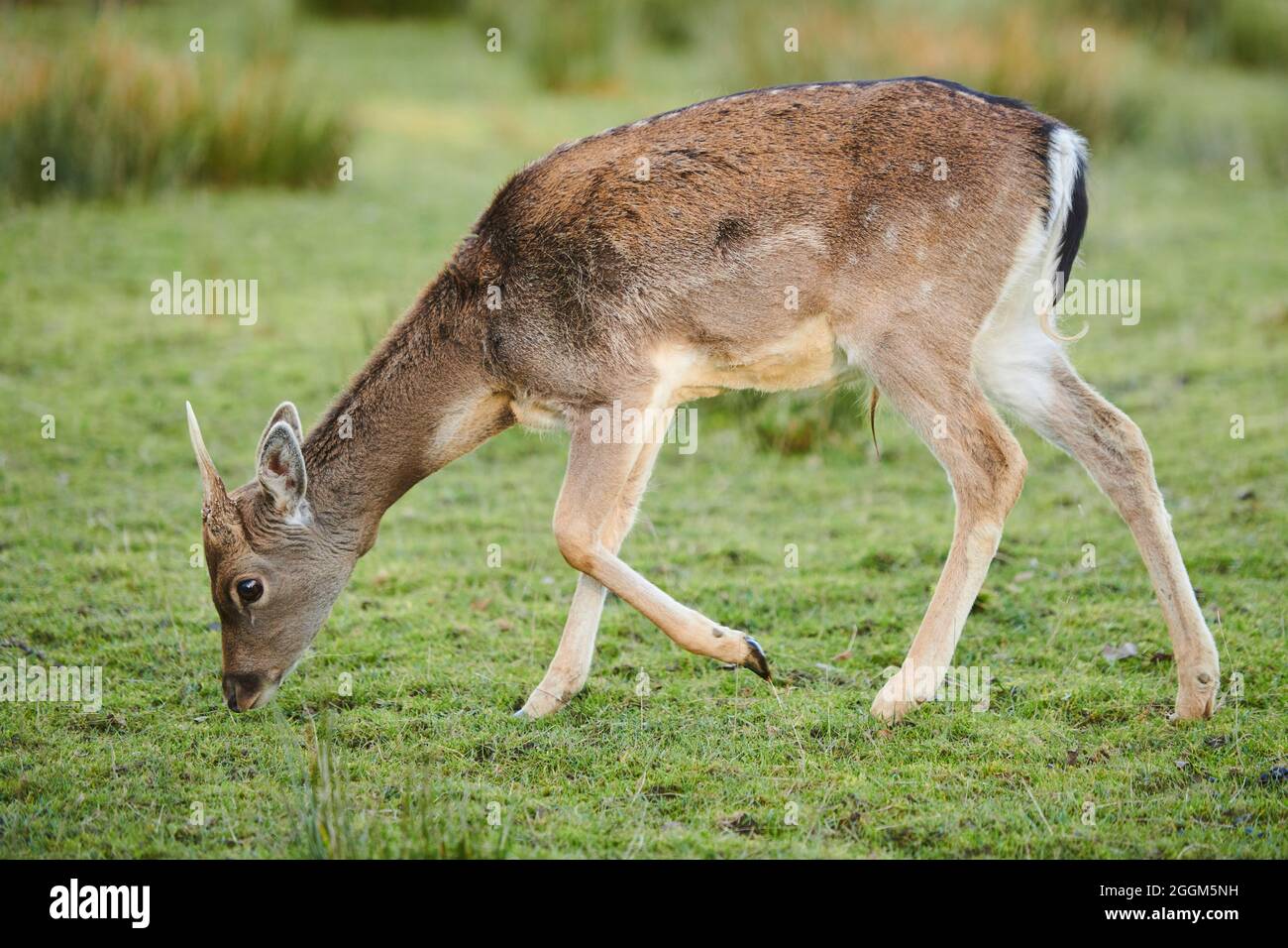 Fallow deer (Dama dama), meadow, standing Stock Photo - Alamy