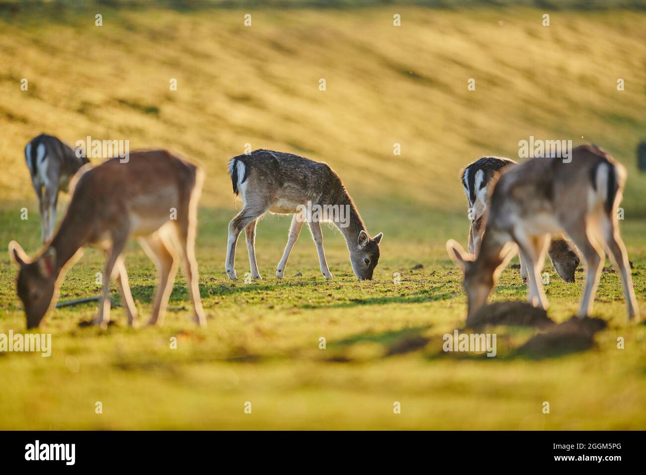 Fallow deer (Dama dama), meadow, standing Stock Photo - Alamy