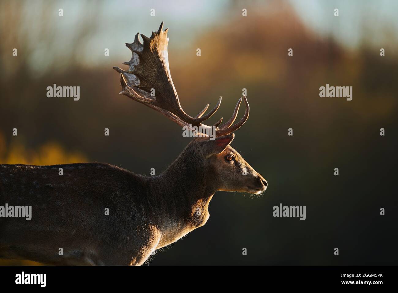 Fallow deer (Dama dama), meadow, standing Stock Photo - Alamy