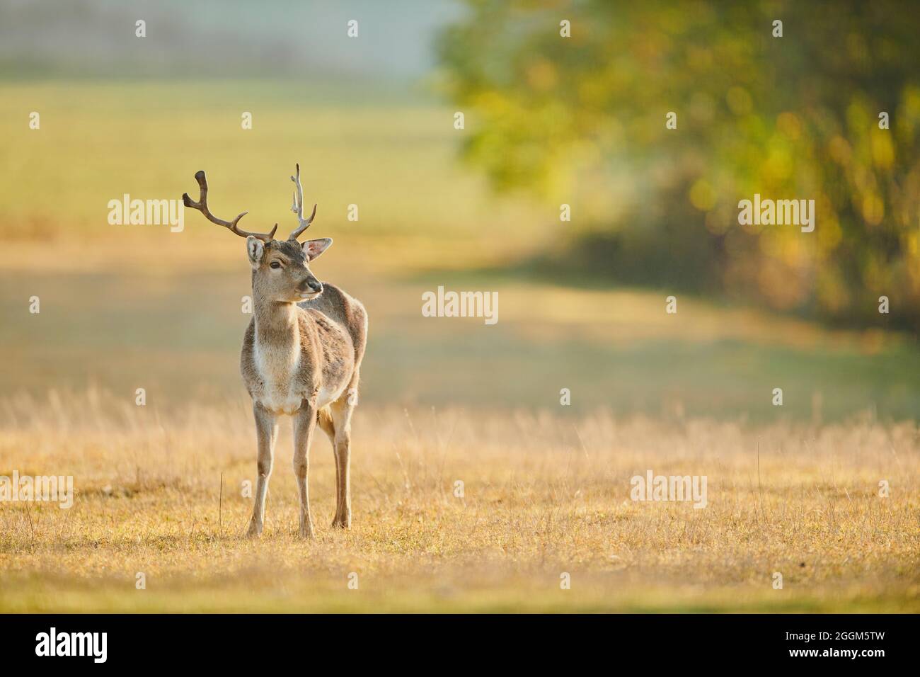 Fallow deer (Dama dama), meadow, standing Stock Photo - Alamy