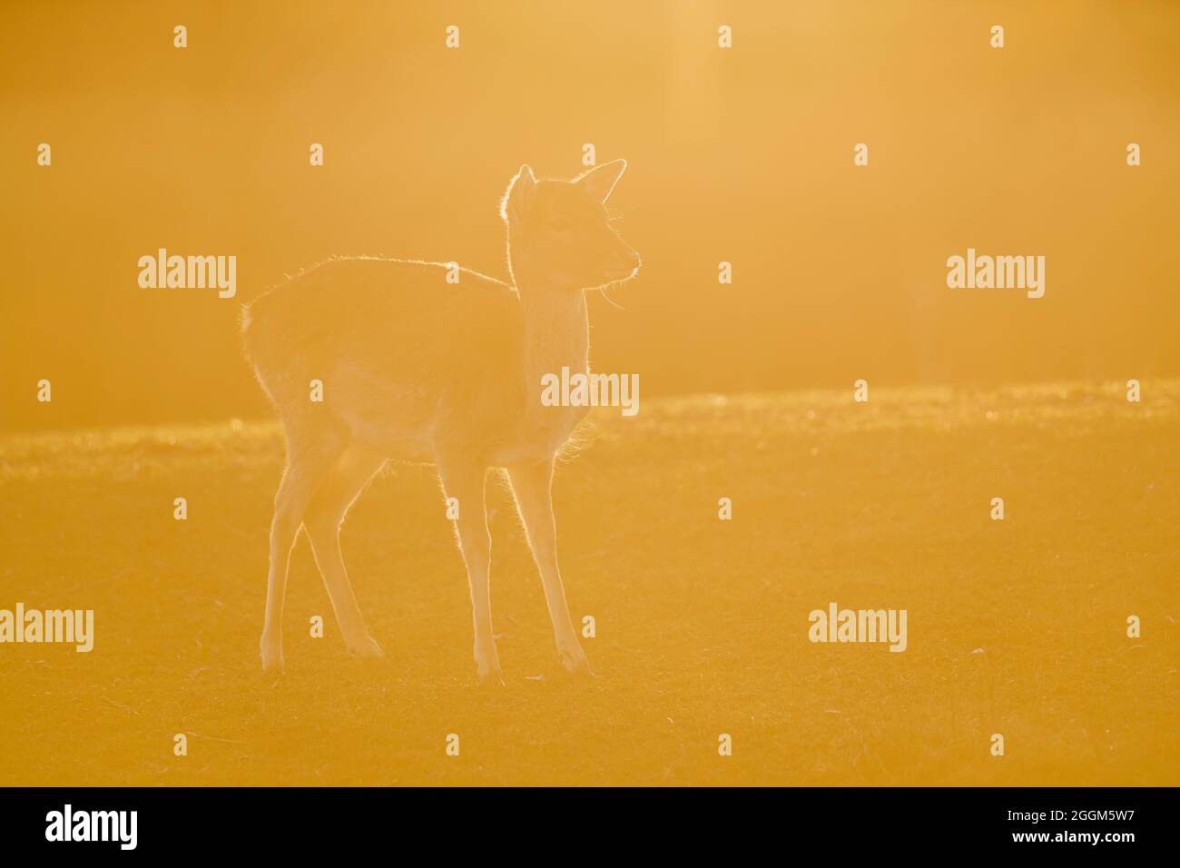 Fallow deer (Dama dama), meadow, standing Stock Photo - Alamy