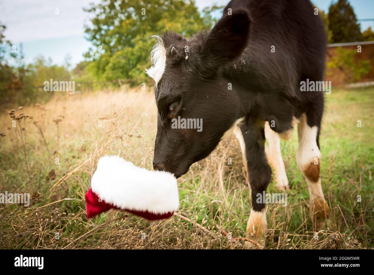 Santa with cow hi-res stock photography and images - Alamy