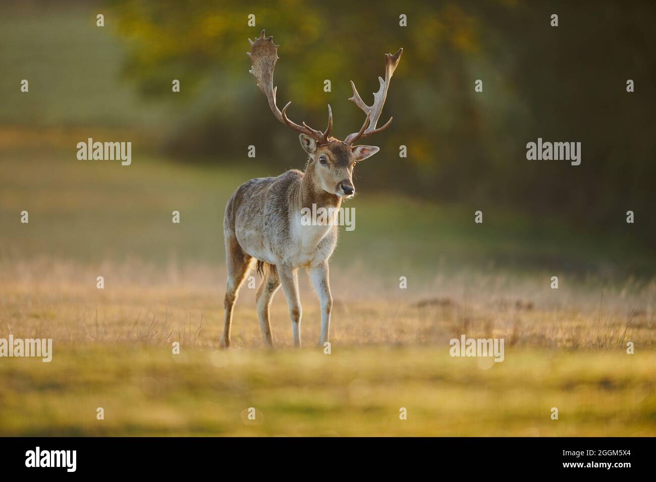 Man frontal full body shot hi-res stock photography and images - Alamy