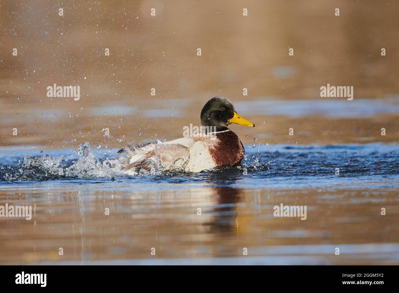 Mallard (Anas platyrhynchos), drake, sideways, swimming Stock Photo - Alamy