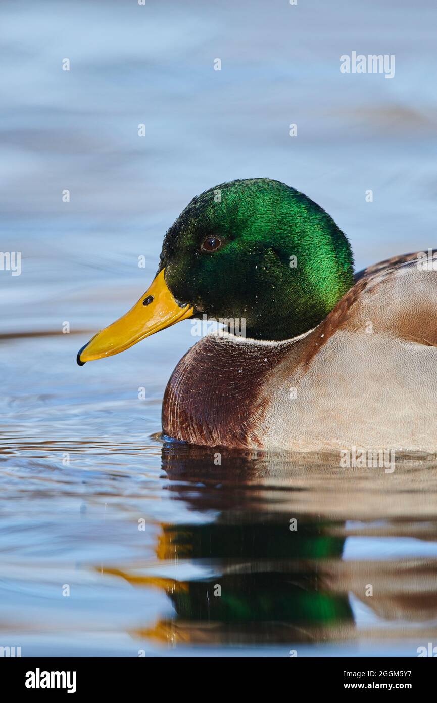 Mallard (Anas platyrhynchos), drake, sideways, swimming Stock Photo - Alamy