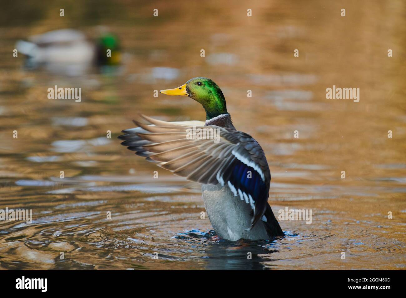Mallard (Anas platyrhynchos), drake, sideways, swimming Stock Photo - Alamy
