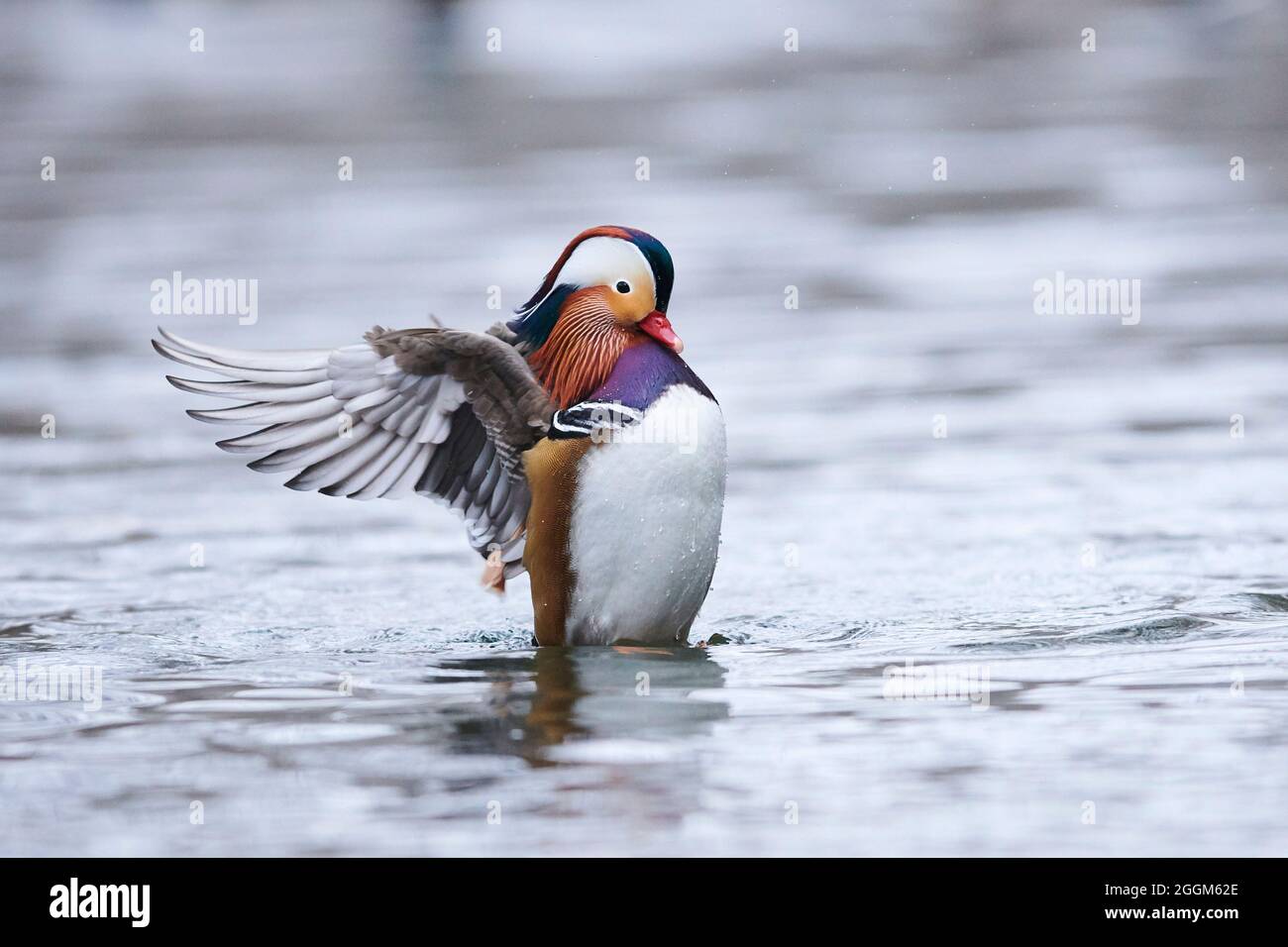 Mandarin duck (Aix galericulata), drake, lake, wing, flapping Stock ...