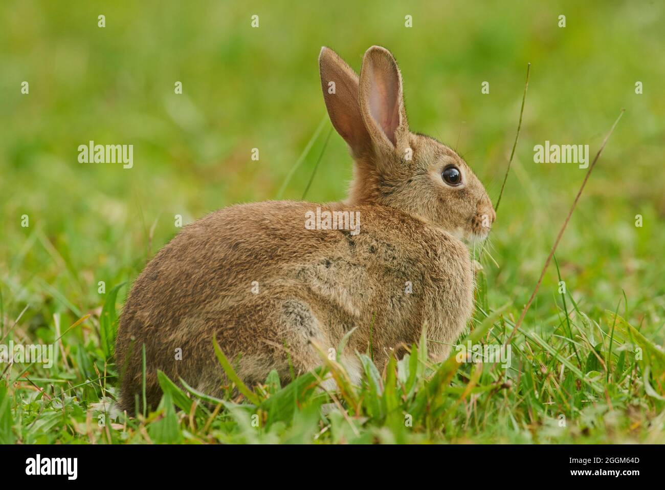 Full rabbit body hi-res stock photography and images - Alamy