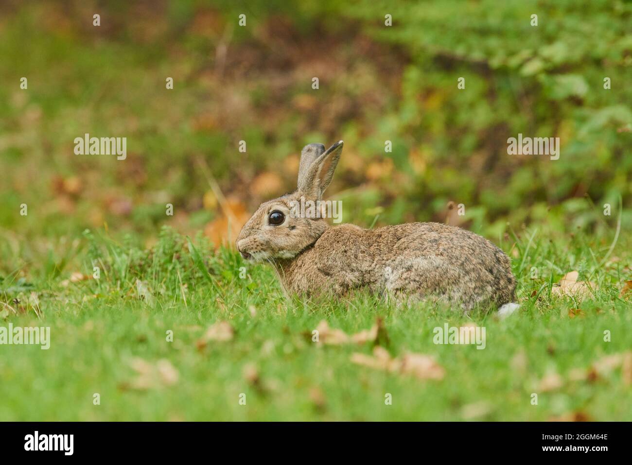 Sitting bunnies hi-res stock photography and images - Alamy