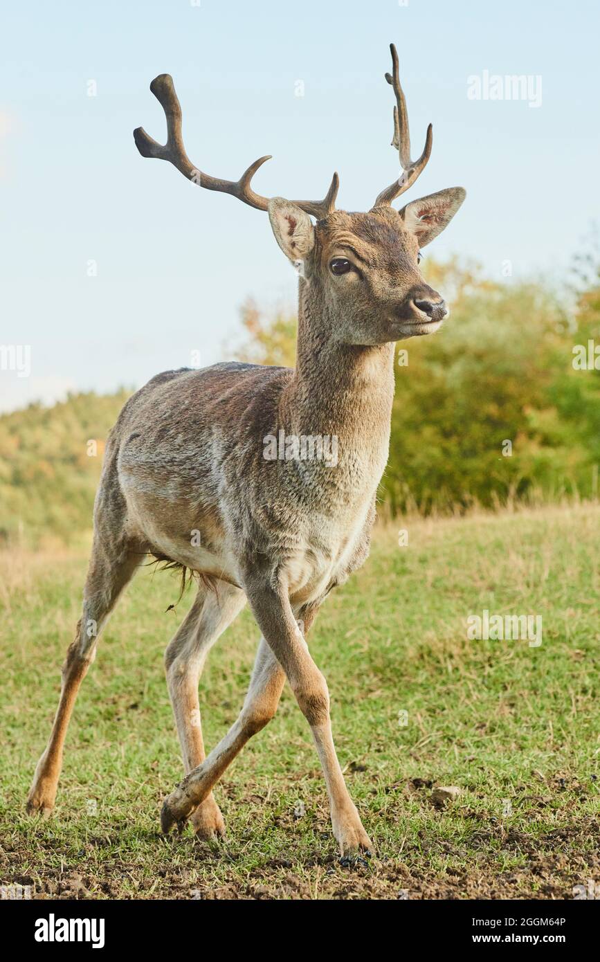 Fallow deer (Dama dama), WIese, frontal, running Stock Photo - Alamy