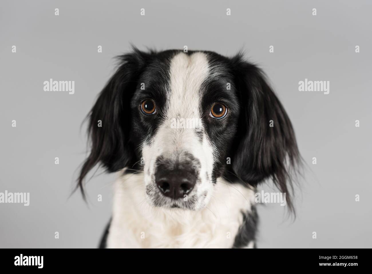 A 3 year old female Border Collie / Springer Spaniel (Sprollie) dog ...