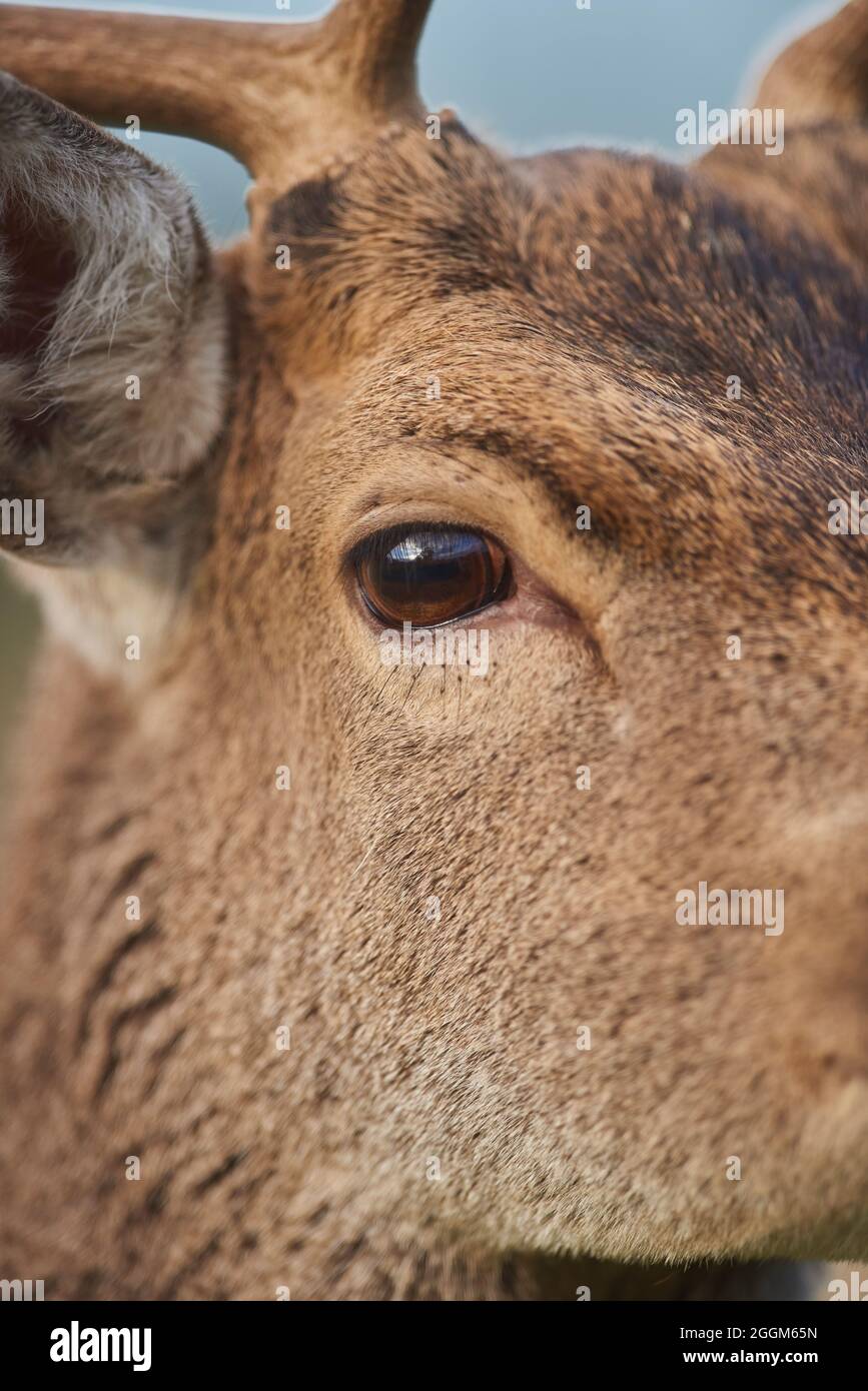 Deer eye hi-res stock photography and images - Alamy