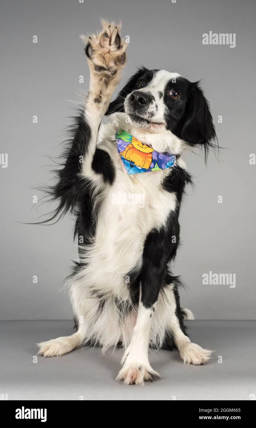 A waving 6.5 year old female Border Collie / Springer Spaniel (Sprollie ...