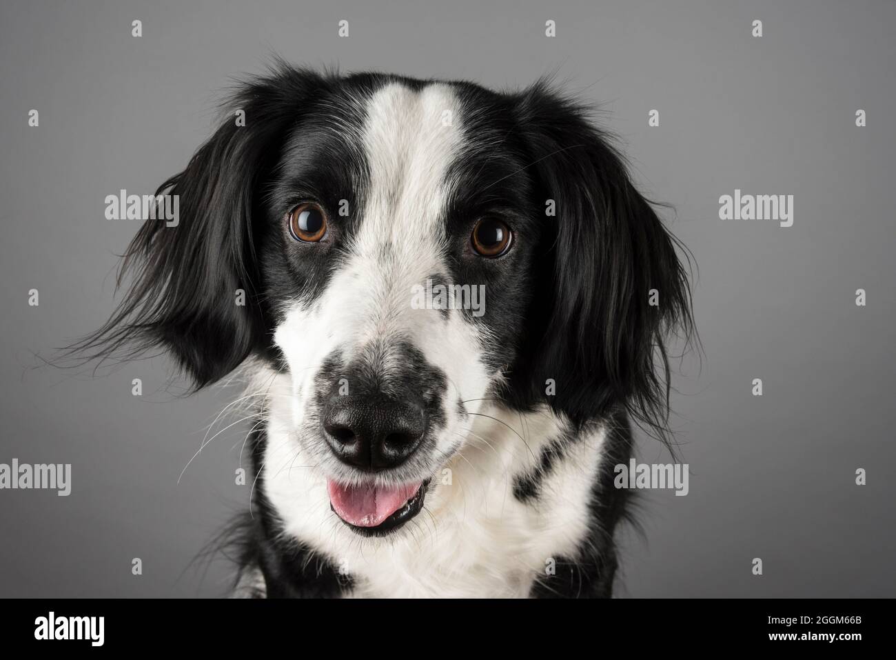A 5 year old female Border Collie / Springer Spaniel (Sprollie) dog ...