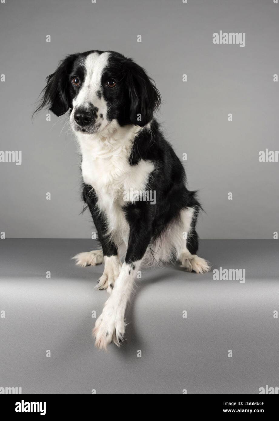 A 6.5 year old female Border Collie / Springer Spaniel (Sprollie) dog ...