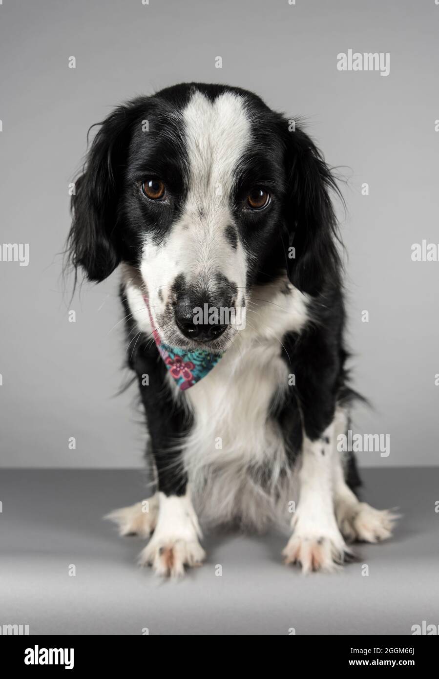 A 6.5 year old female Border Collie / Springer Spaniel (Sprollie) dog ...