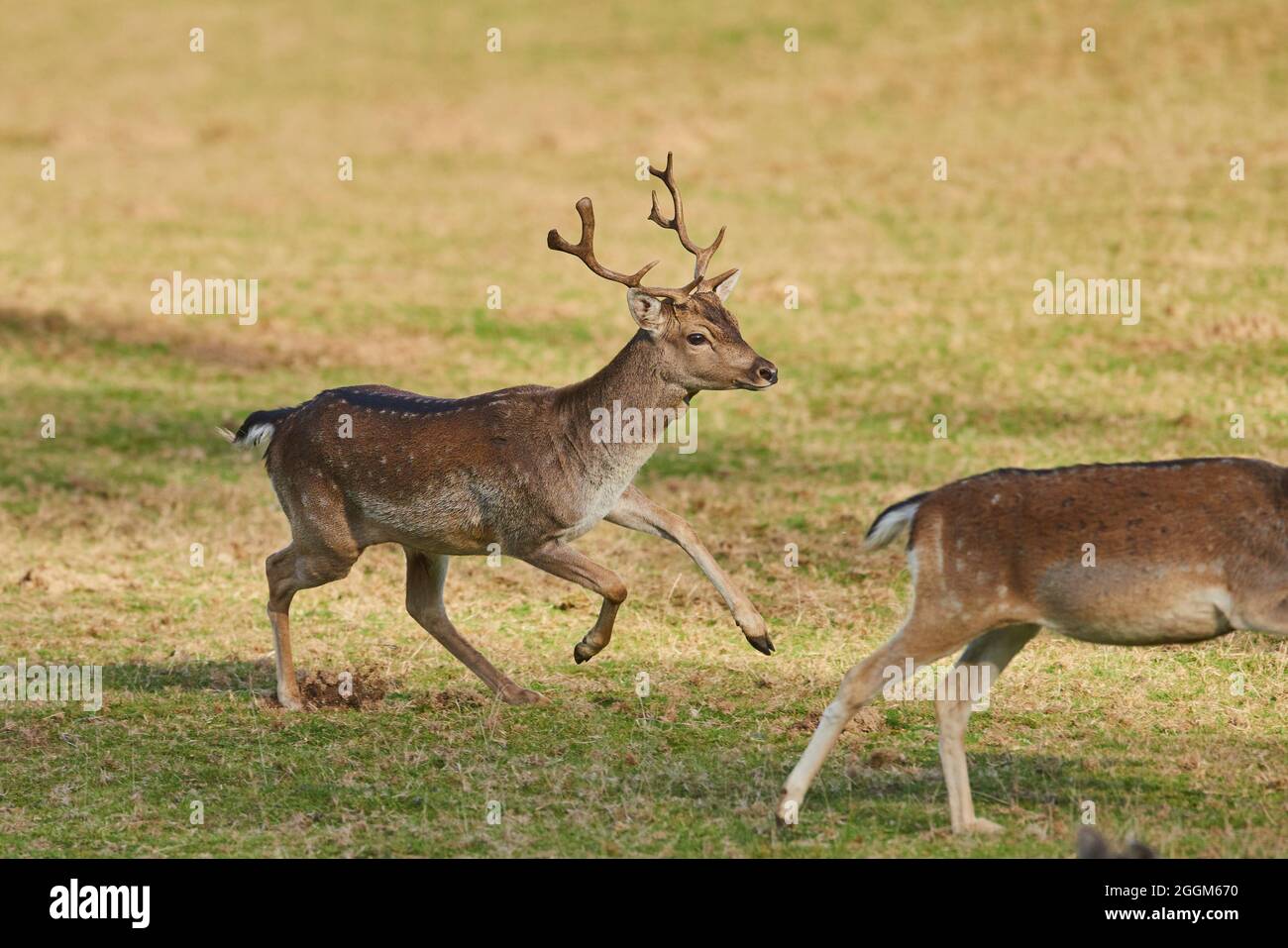 Fallow deer (Dama dama), meadow, sideways, running Stock Photo - Alamy
