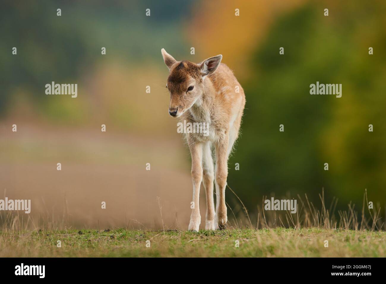 Fallow deer (Dama dama), meadow, standing Stock Photo - Alamy