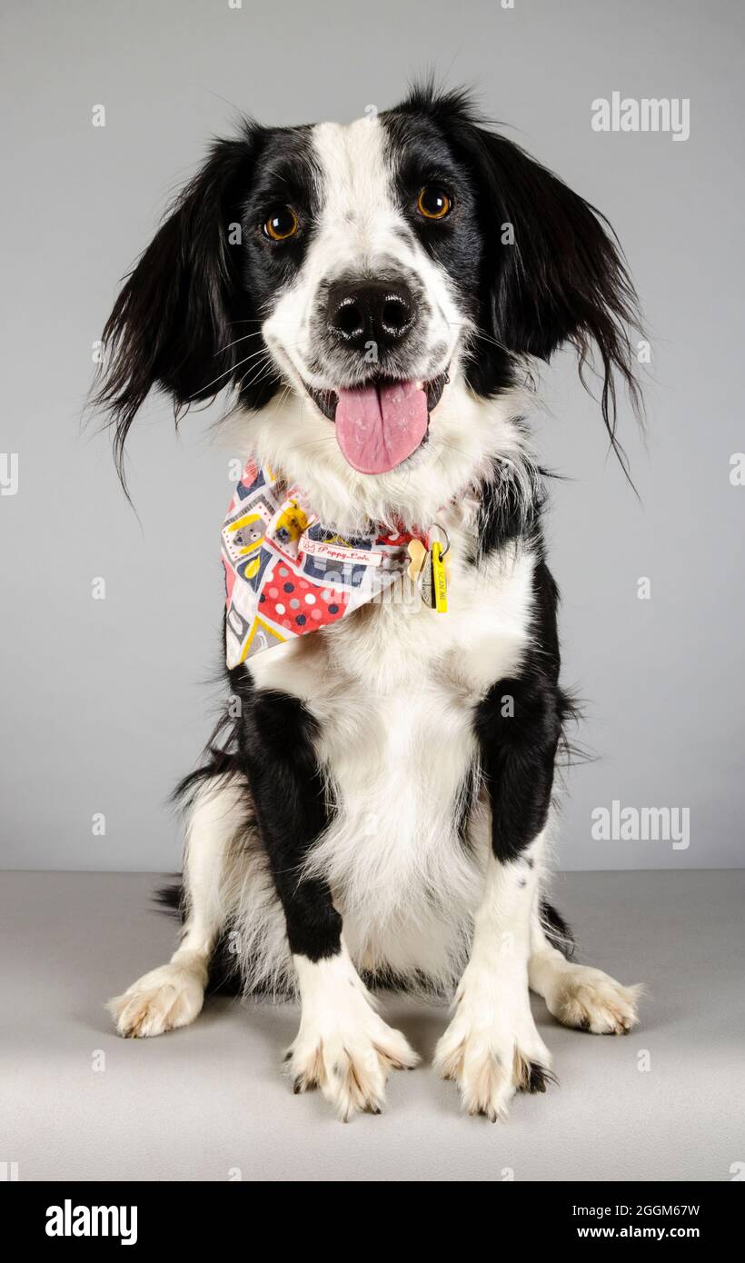 A 2.5 year old female Border Collie / Springer Spaniel (Sprollie) dog ...