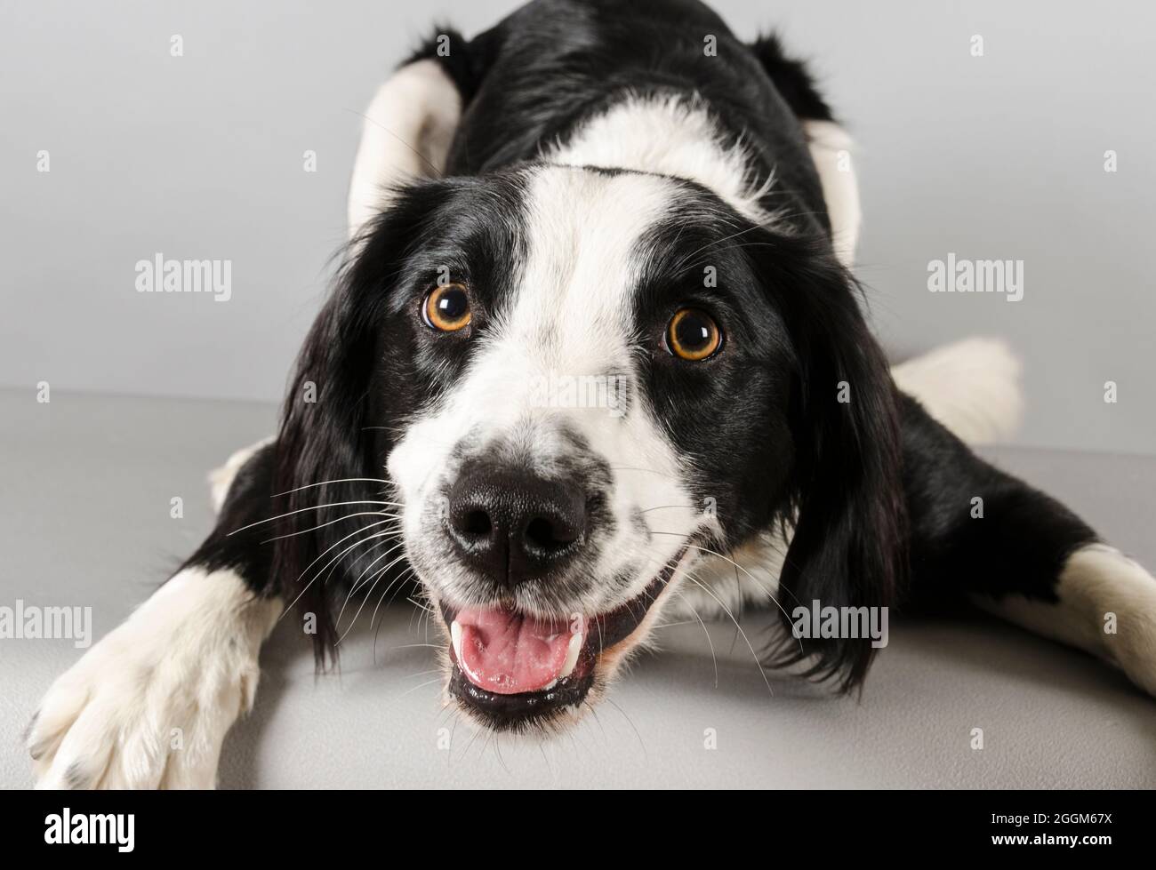 A 1.5 year old female Border Collie / Springer Spaniel (Sprollie) dog ...