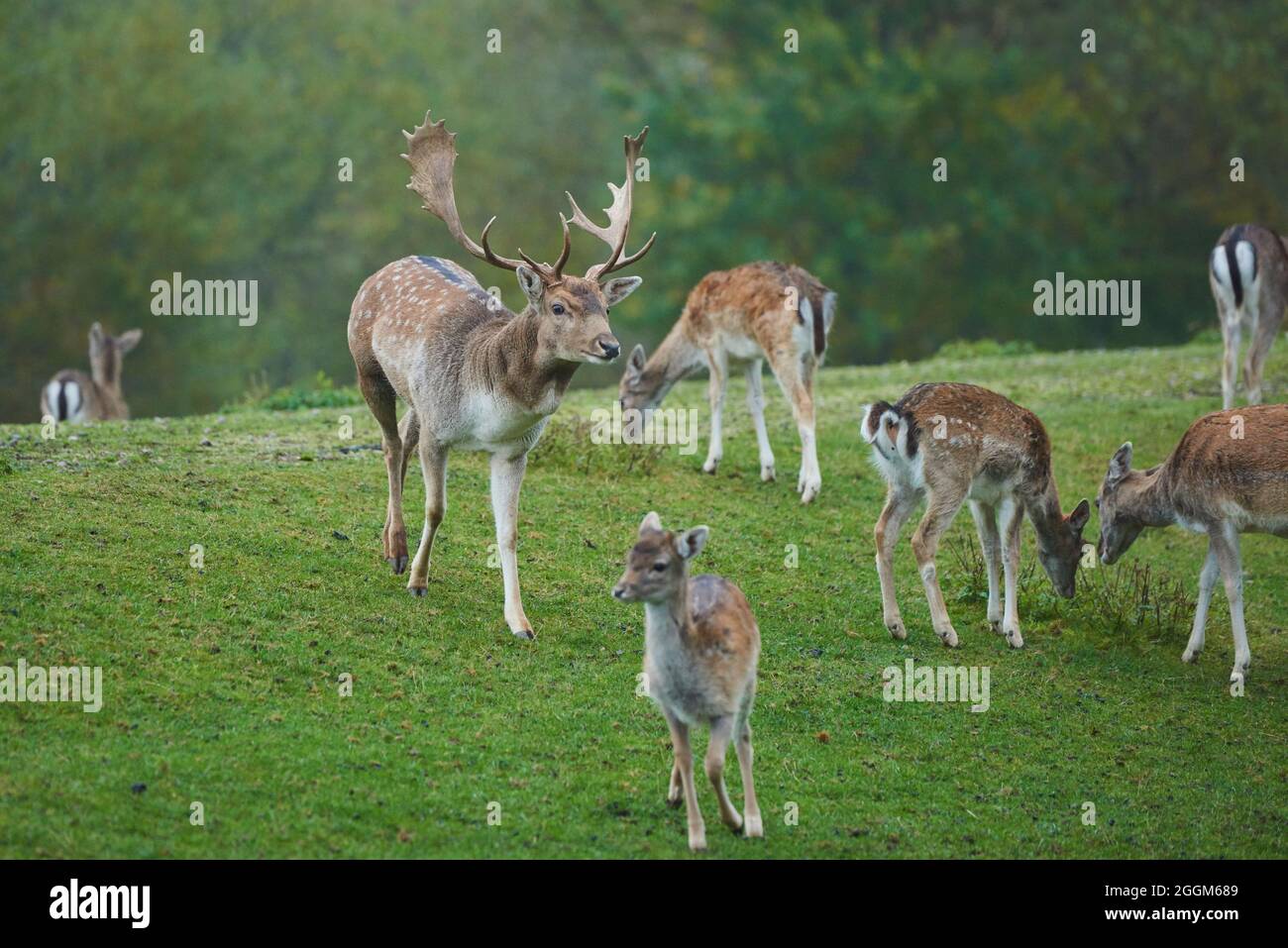 Fallow deer (Dama dama), meadow, standing Stock Photo - Alamy